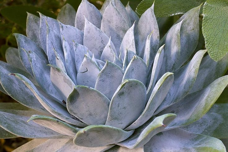 Shop 'Live Forever Plants - Dudleya Succulent Types' Care and Info ...