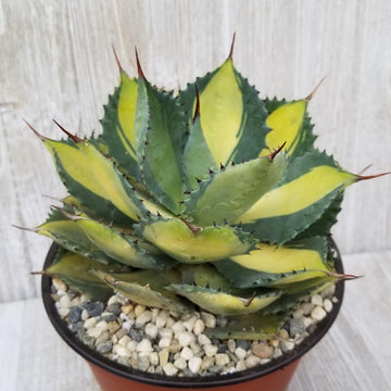 Shop For Agave Isthmensis 'Rum Runner' Online | Planet Desert