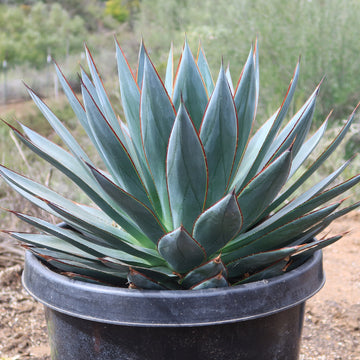 Shop 'Agave Blue Glow' - Care and Growing Guide | Planet Desert