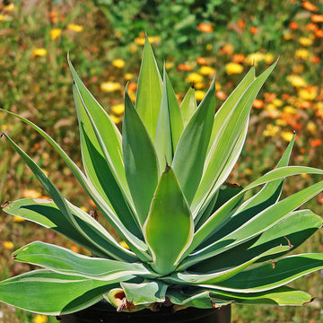 Buy 'Agave Ray of Light - Variegated Fox Tail Agave' Online | Planet Desert
