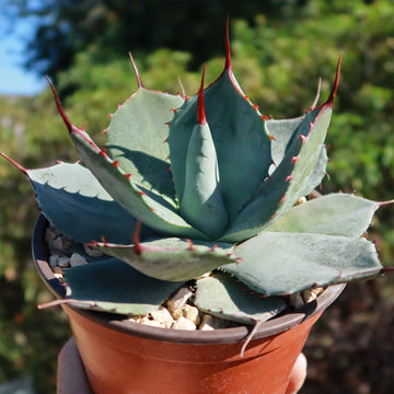 Purchase the rare Agave Truncata or Artichoke Agave | Planet Desert