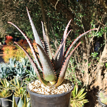 Shop 'Aloe Diablo' - Care and Growers Guide | Planet Desert