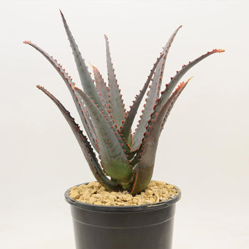 Shop 'Aloe Diablo' - Care and Growers Guide | Planet Desert