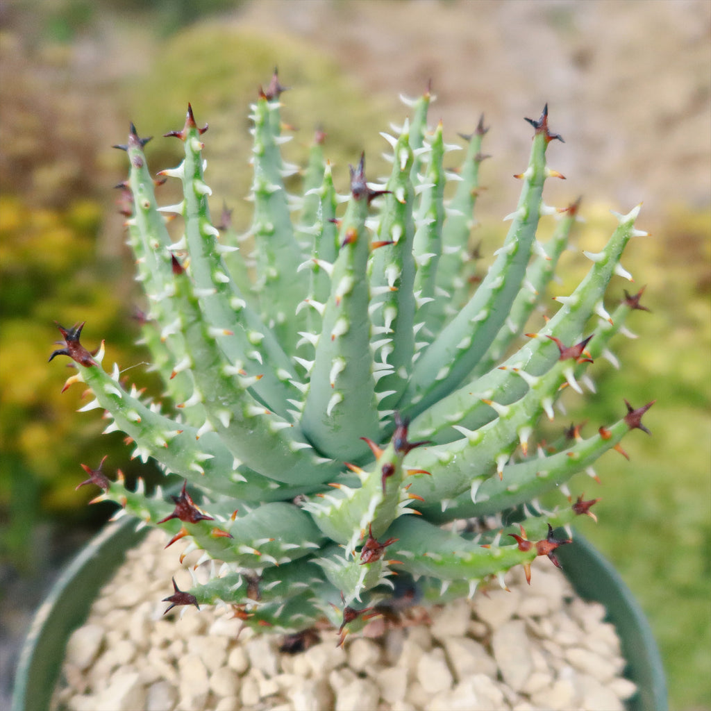 Must-Have Aloe Erinacea Succulent | Buy Plants Online | Planet Desert