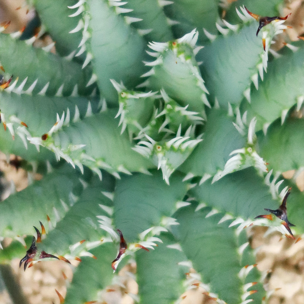 Must-Have Aloe Erinacea Succulent | Buy Plants Online | Planet Desert