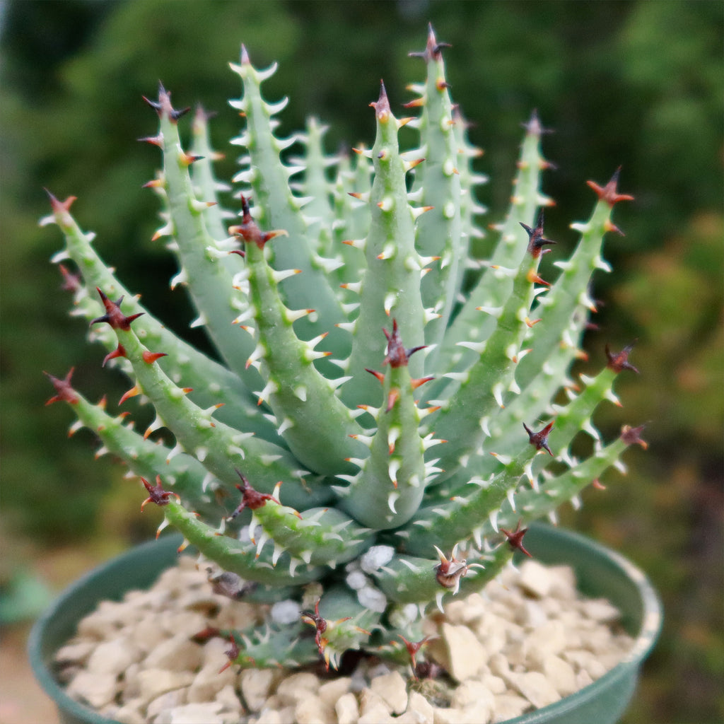Must-Have Aloe Erinacea Succulent | Buy Plants Online | Planet Desert