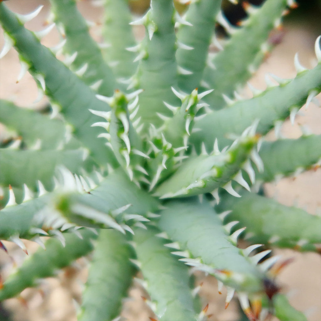 Must-Have Aloe Erinacea Succulent | Buy Plants Online | Planet Desert