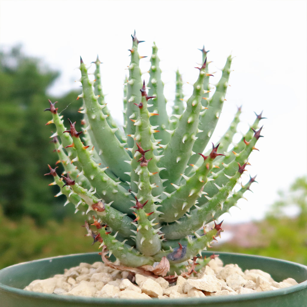 Must-Have Aloe Erinacea Succulent | Buy Plants Online | Planet Desert