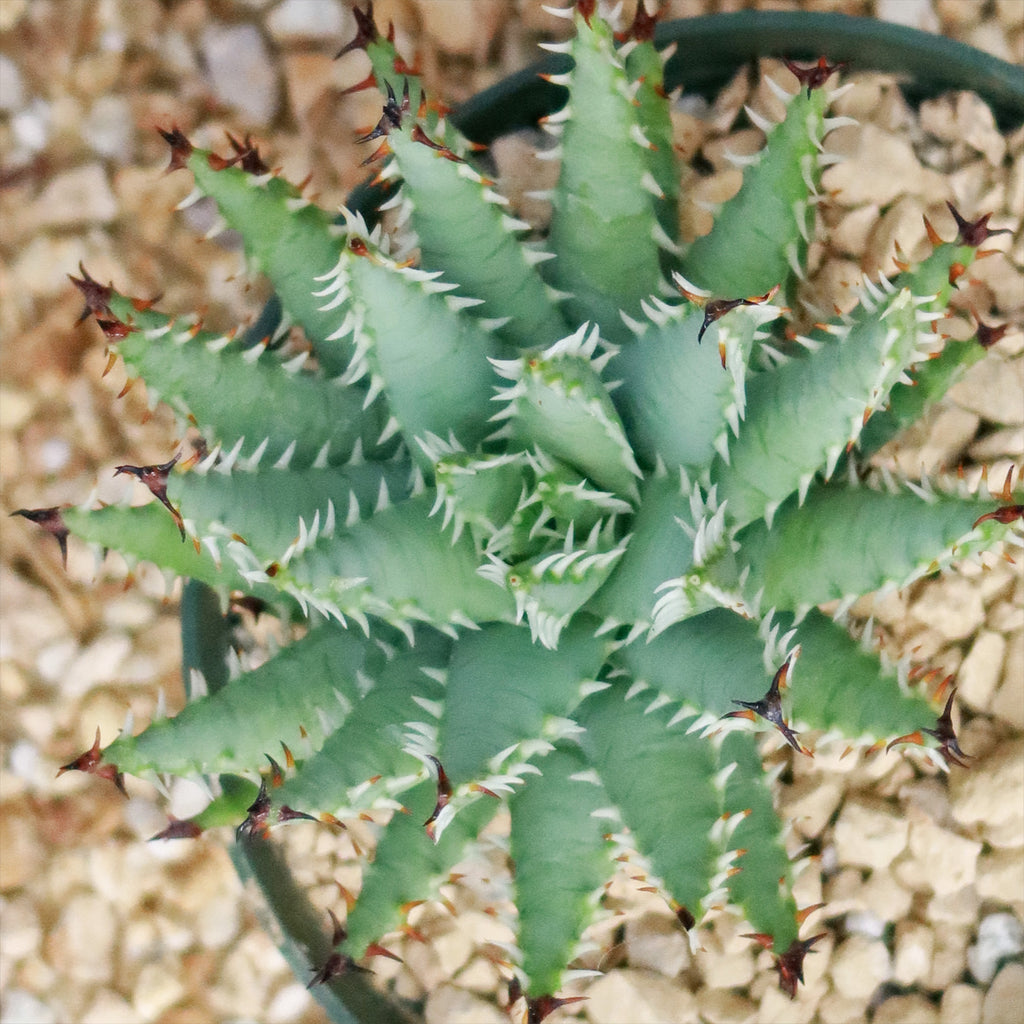 Must-Have Aloe Erinacea Succulent | Buy Plants Online | Planet Desert
