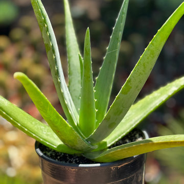 Buy 'Large Aloe Vera Plants - Aloe barbadensis' Care and Growing Guide ...