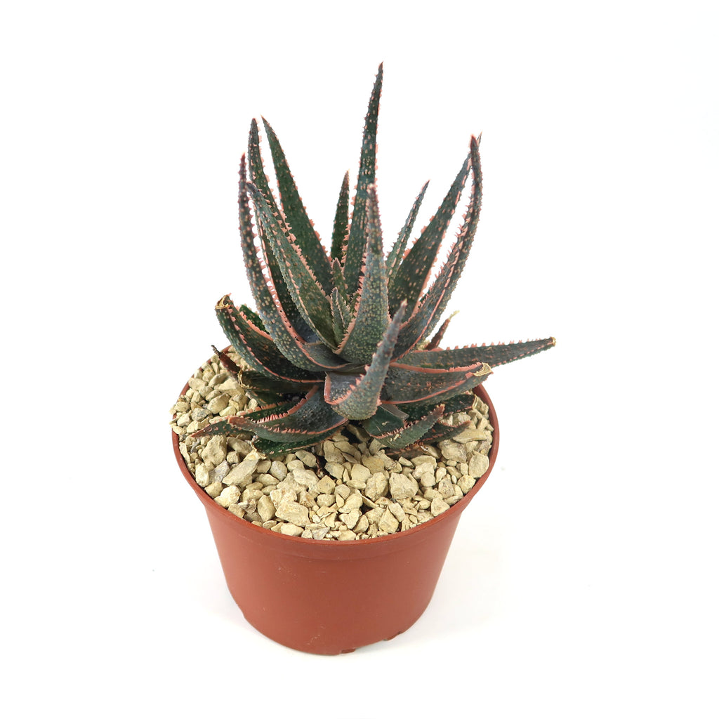 Must-Have Aloe ‘Purple Haze’ Succulent | Shop Online |Planet Desert