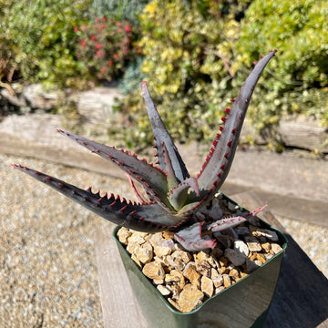 Shop 'Aloe Diablo' - Care and Growers Guide | Planet Desert