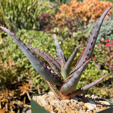 Shop 'Aloe Diablo' - Care and Growers Guide | Planet Desert