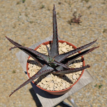 Shop 'Aloe Diablo' - Care and Growers Guide | Planet Desert