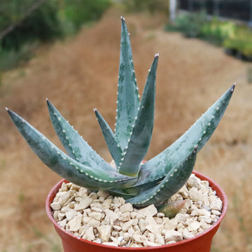 Must-Have Aloe Meyeri Succulent | Shop Online | Planet Desert