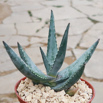 Must-Have Aloe Meyeri Succulent | Shop Online | Planet Desert
