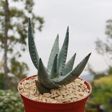 Must-Have Aloe Meyeri Succulent | Shop Online | Planet Desert