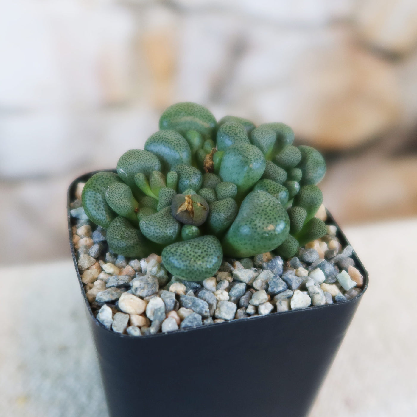 Aloinopsis Schooneesii Clumping Succulent | Planet Desert