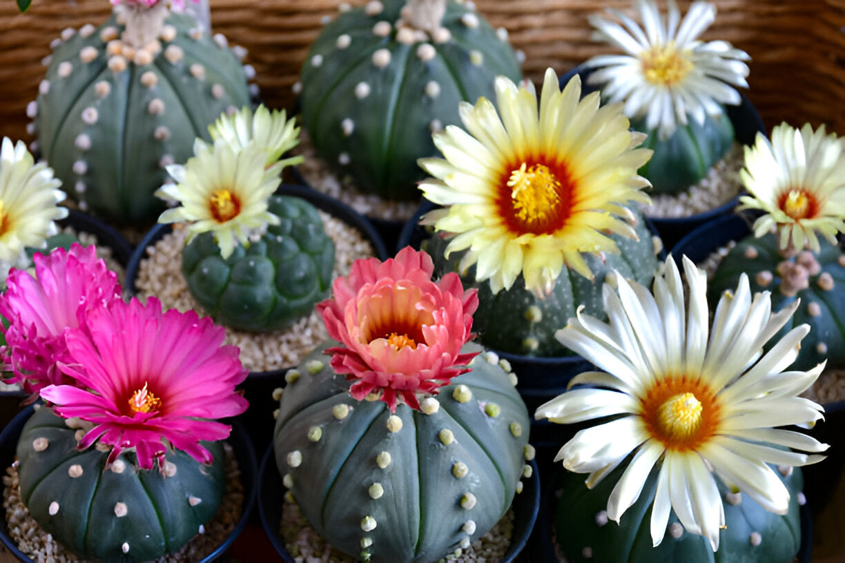 Shop 15 Types of 'Astrophytum Star Cactus' Plants Online - Planet Desert