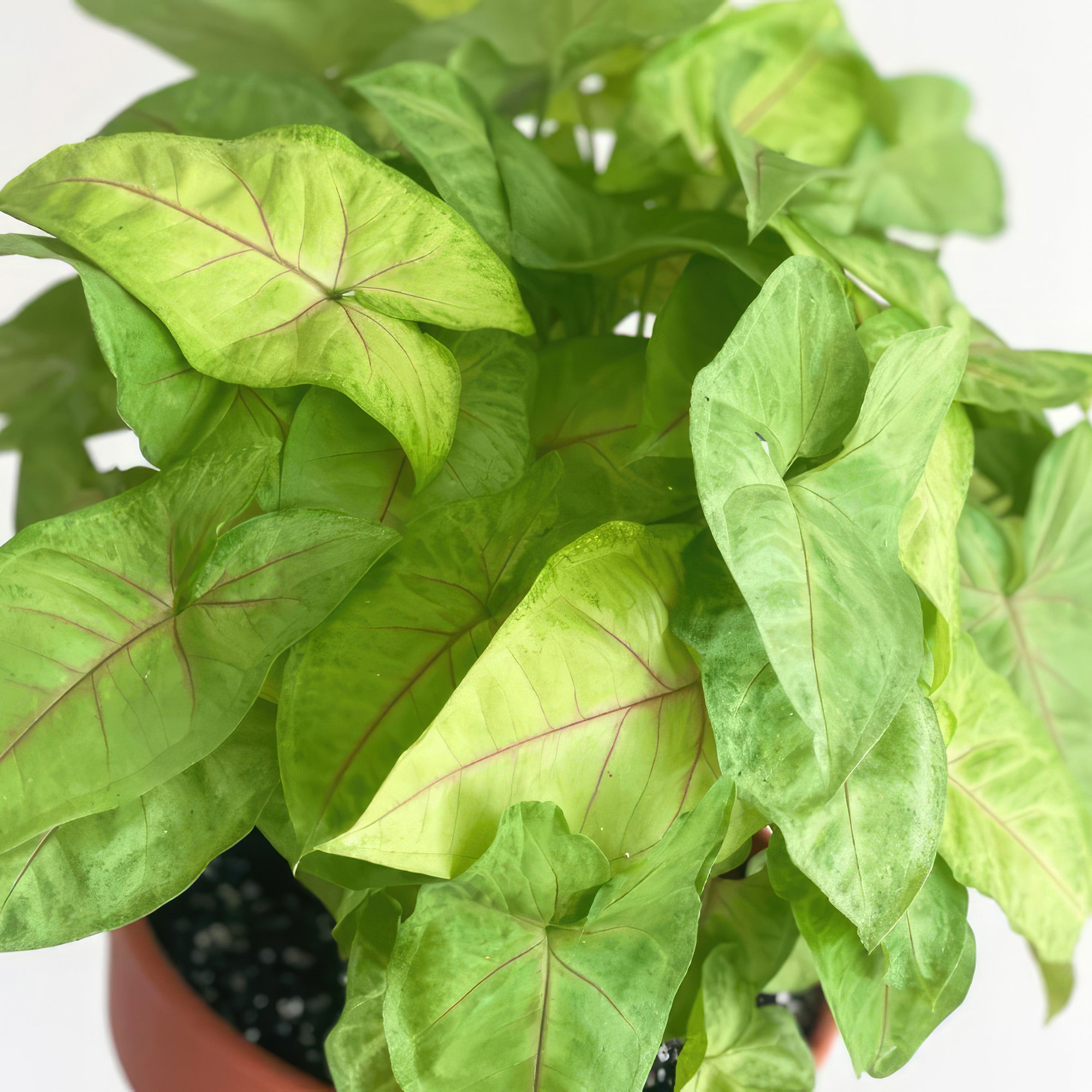 Shop ‘Syngonium Berry Allusion’ Care and Growing Guide Planet Desert