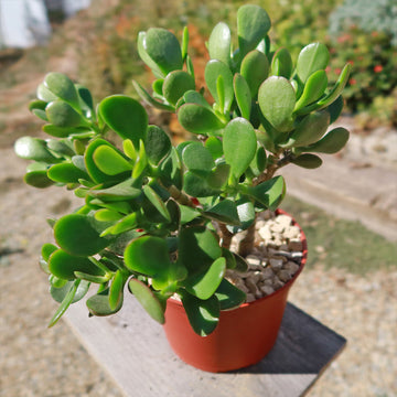 Botany Bay Jade Plant - Crassula ovata 'Botany bay'- Shop Online at ...