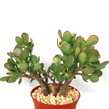Botany Bay Jade Plant - Crassula ovata 'Botany bay'- Shop Online at ...
