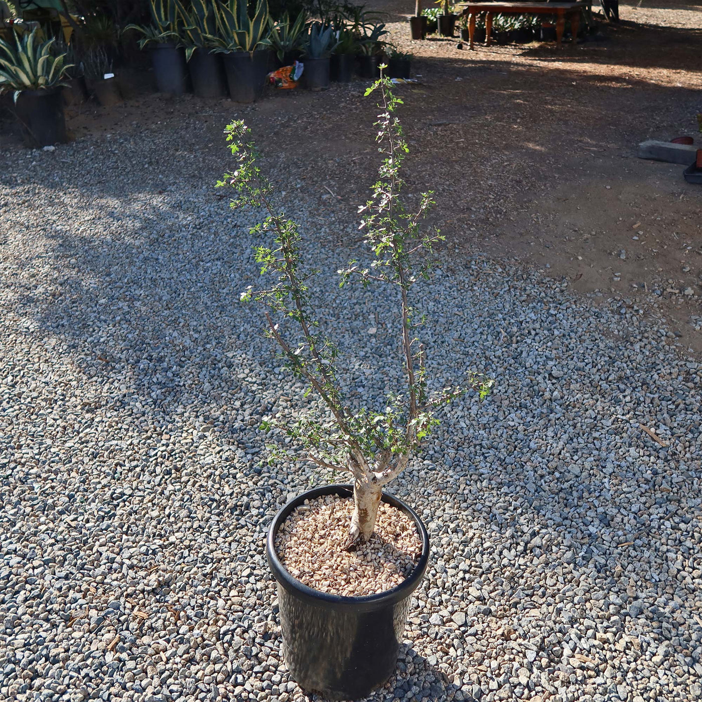 Buy Bursera Fagaroides | Fast-Growing Flowering Tree | Planet Desert