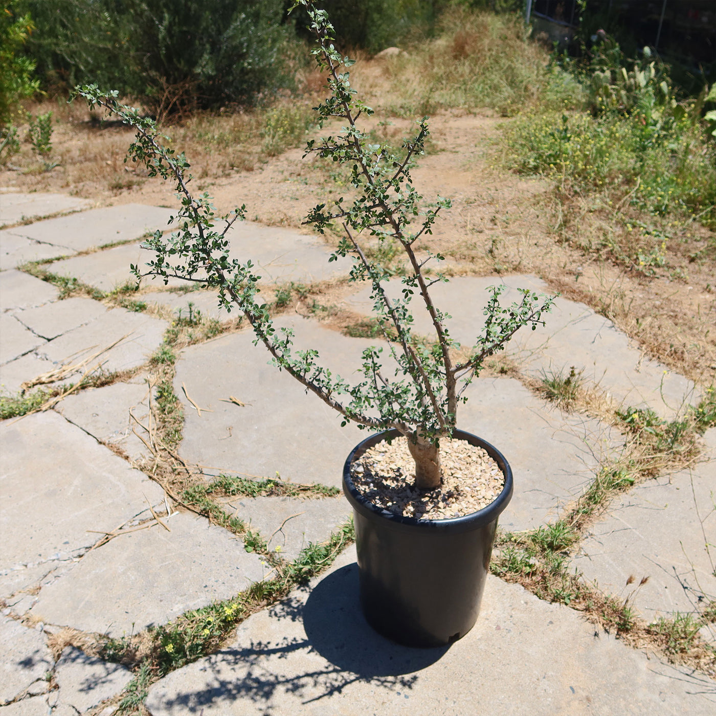 Buy Bursera Fagaroides | Fast-Growing Flowering Tree | Planet Desert