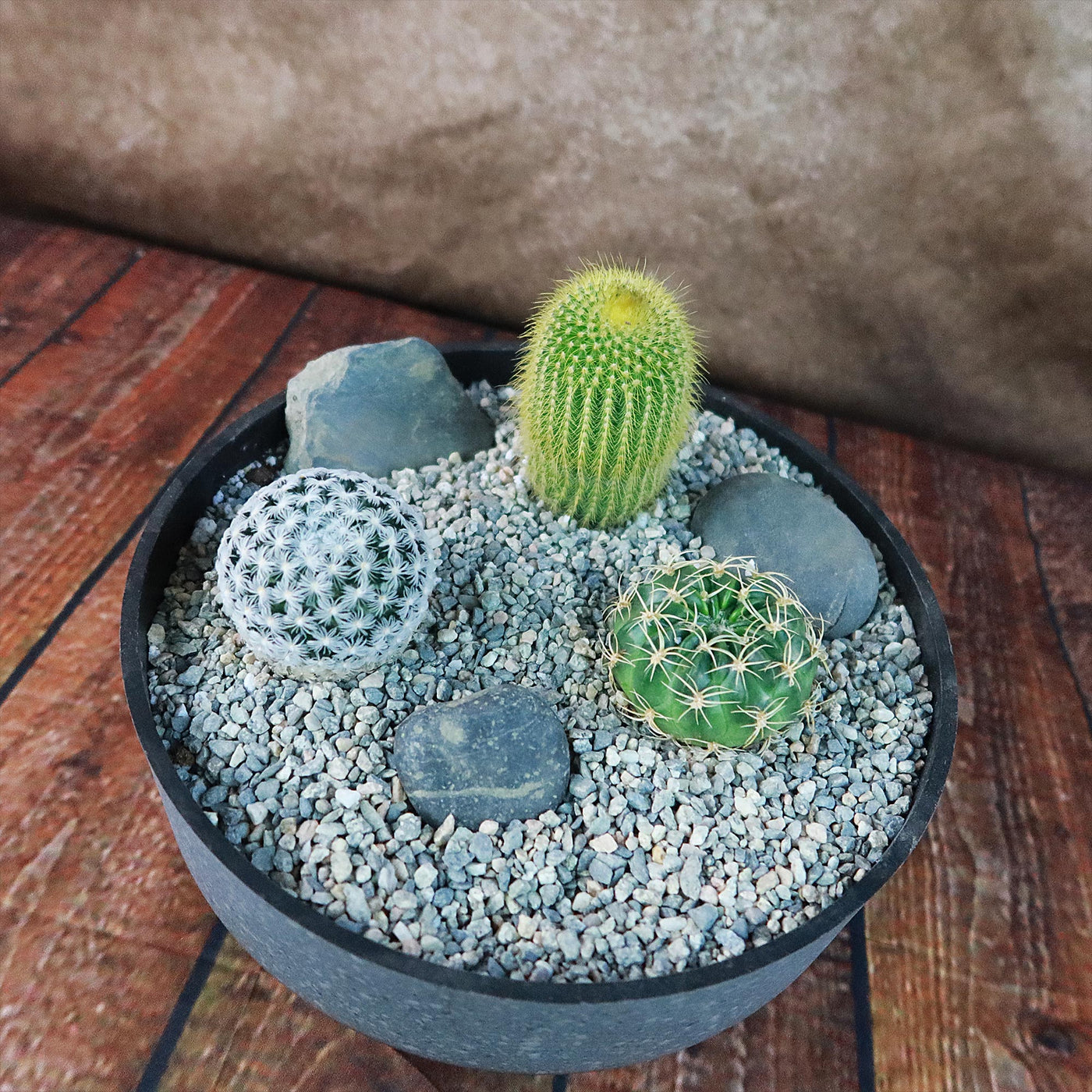 3 Cacti Concrete Capri DIY Kit – Planet Desert