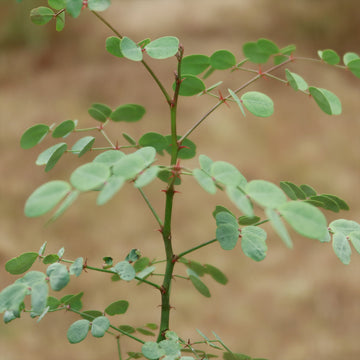 Cascalote 'Caesalpinia cacalaco' - For sale - Planet Desert