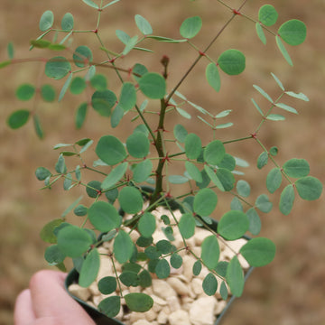 Cascalote 'Caesalpinia cacalaco' - For sale - Planet Desert