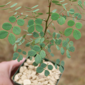 Cascalote 'Caesalpinia cacalaco' - For sale - Planet Desert