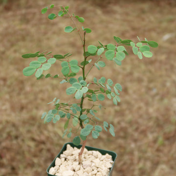 Cascalote 'Caesalpinia cacalaco' - For sale - Planet Desert