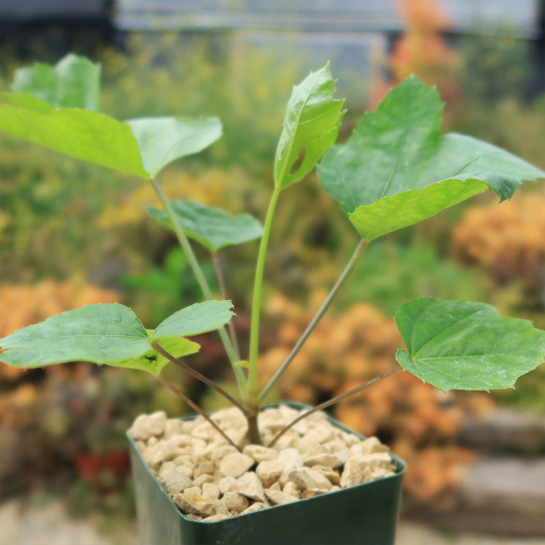 Shop ‘Cussonia paniculata – Kiepersol Tree’ Care and Growing Guide ...