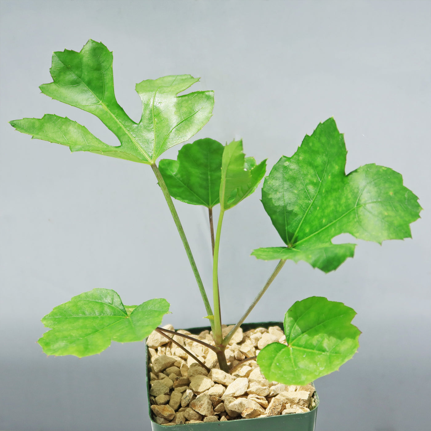 Shop ‘Cussonia paniculata – Kiepersol Tree’ Care and Growing Guide ...