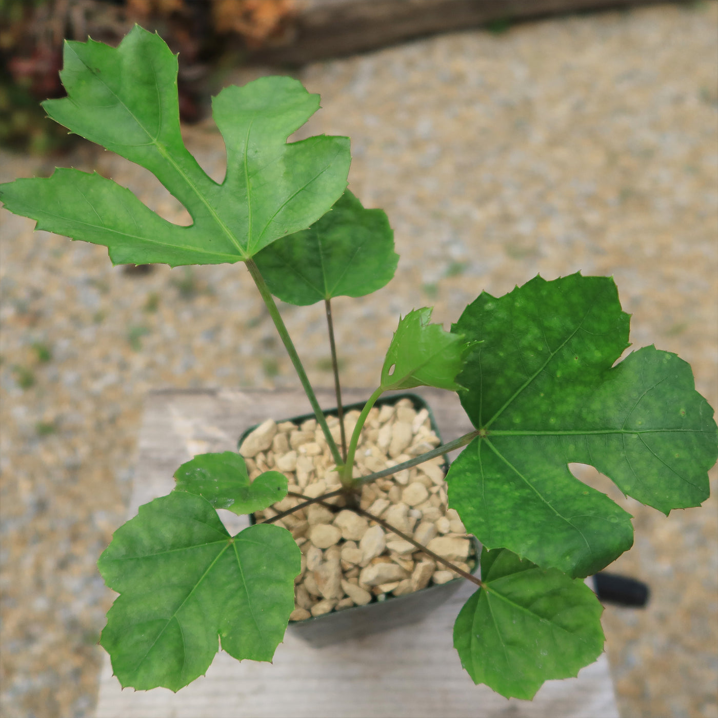 Shop ‘Cussonia paniculata – Kiepersol Tree’ Care and Growing Guide ...