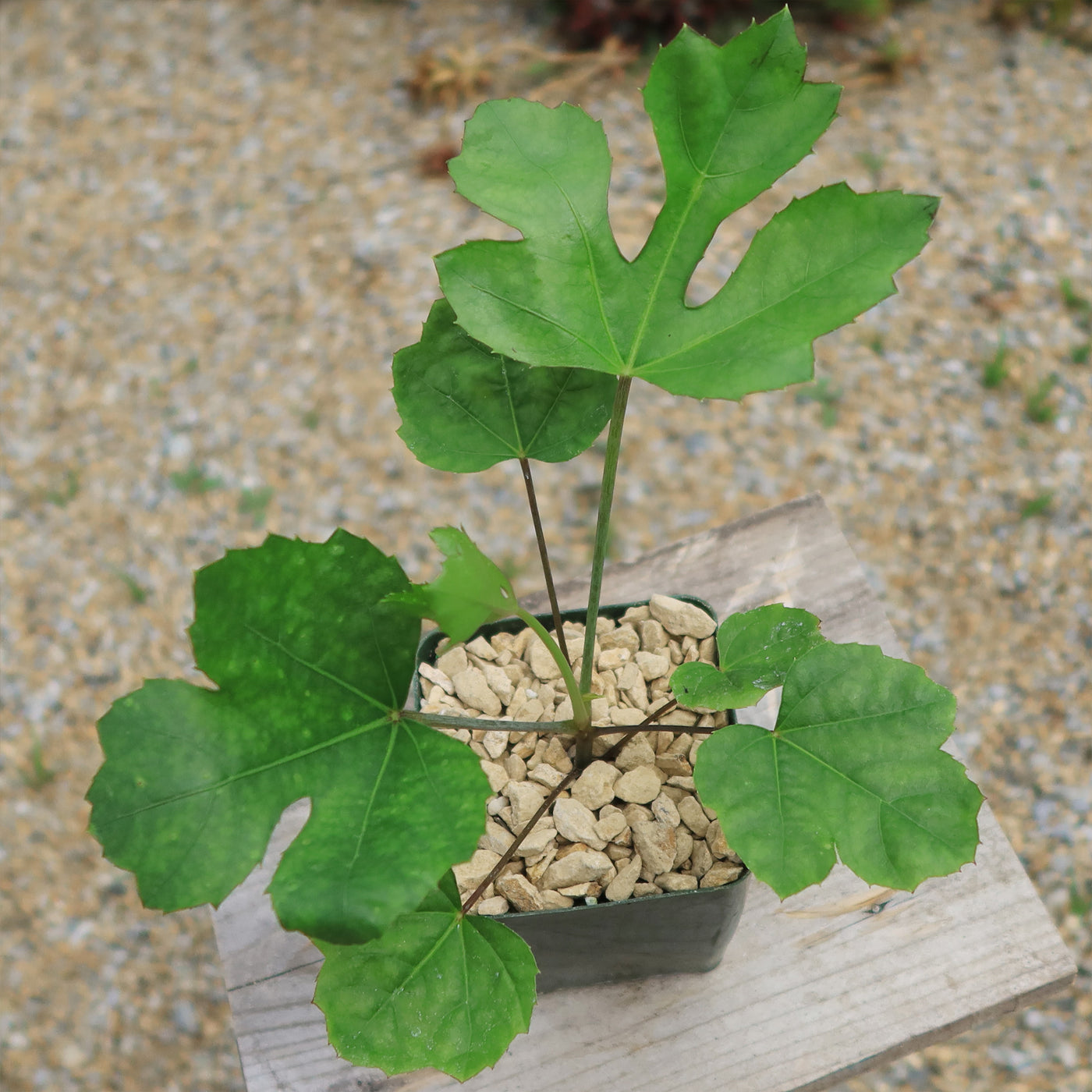 Shop ‘Cussonia paniculata – Kiepersol Tree’ Care and Growing Guide ...