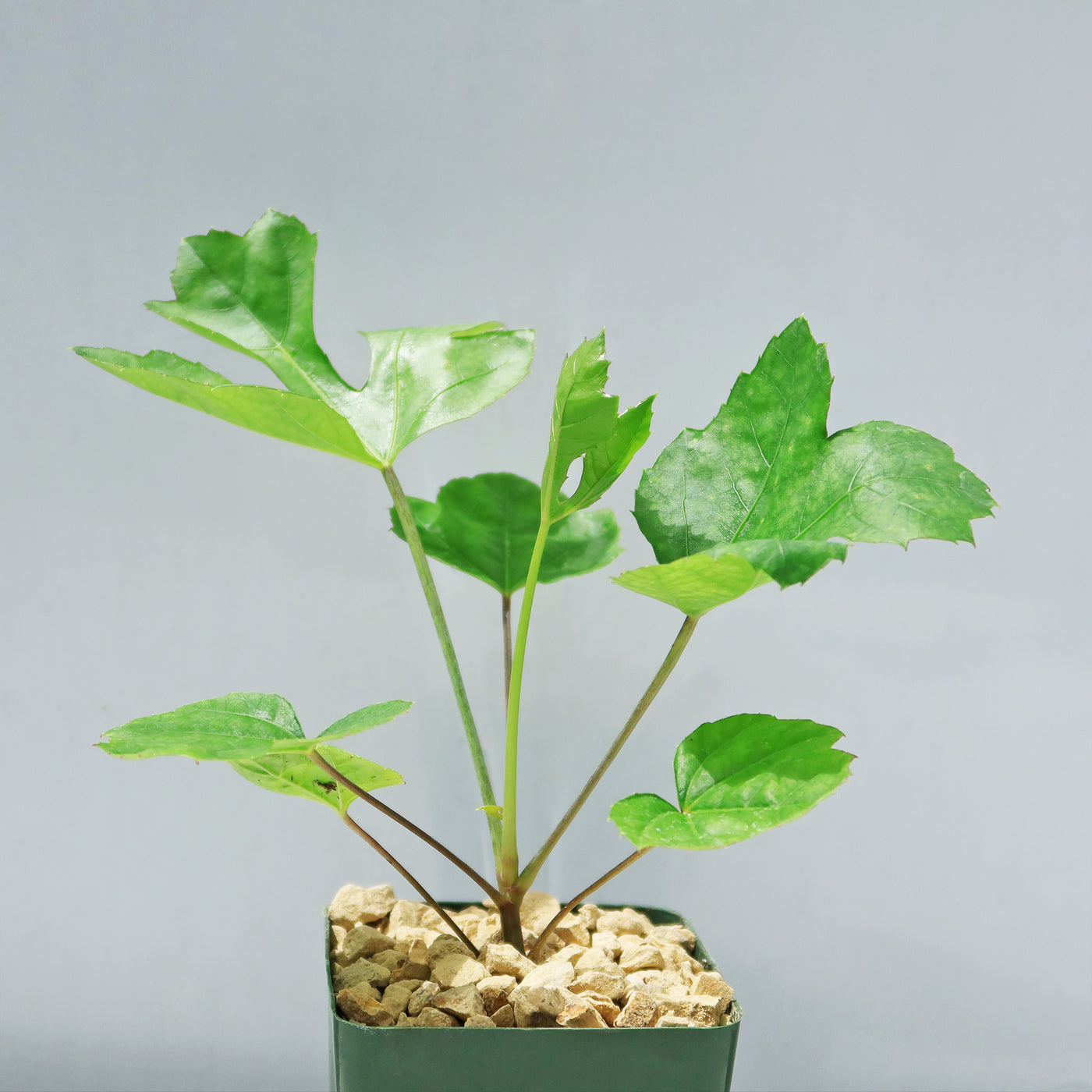 Shop ‘Cussonia paniculata – Kiepersol Tree’ Care and Growing Guide ...