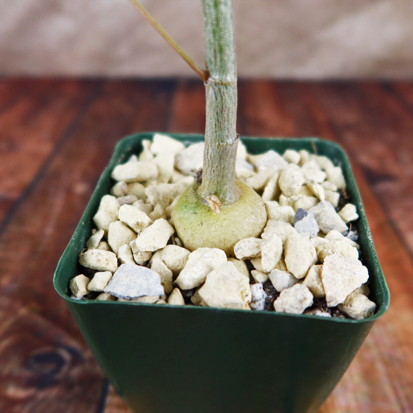 Shop For Cussonia Spicata | Unique Evergreen Tree | Planet Desert