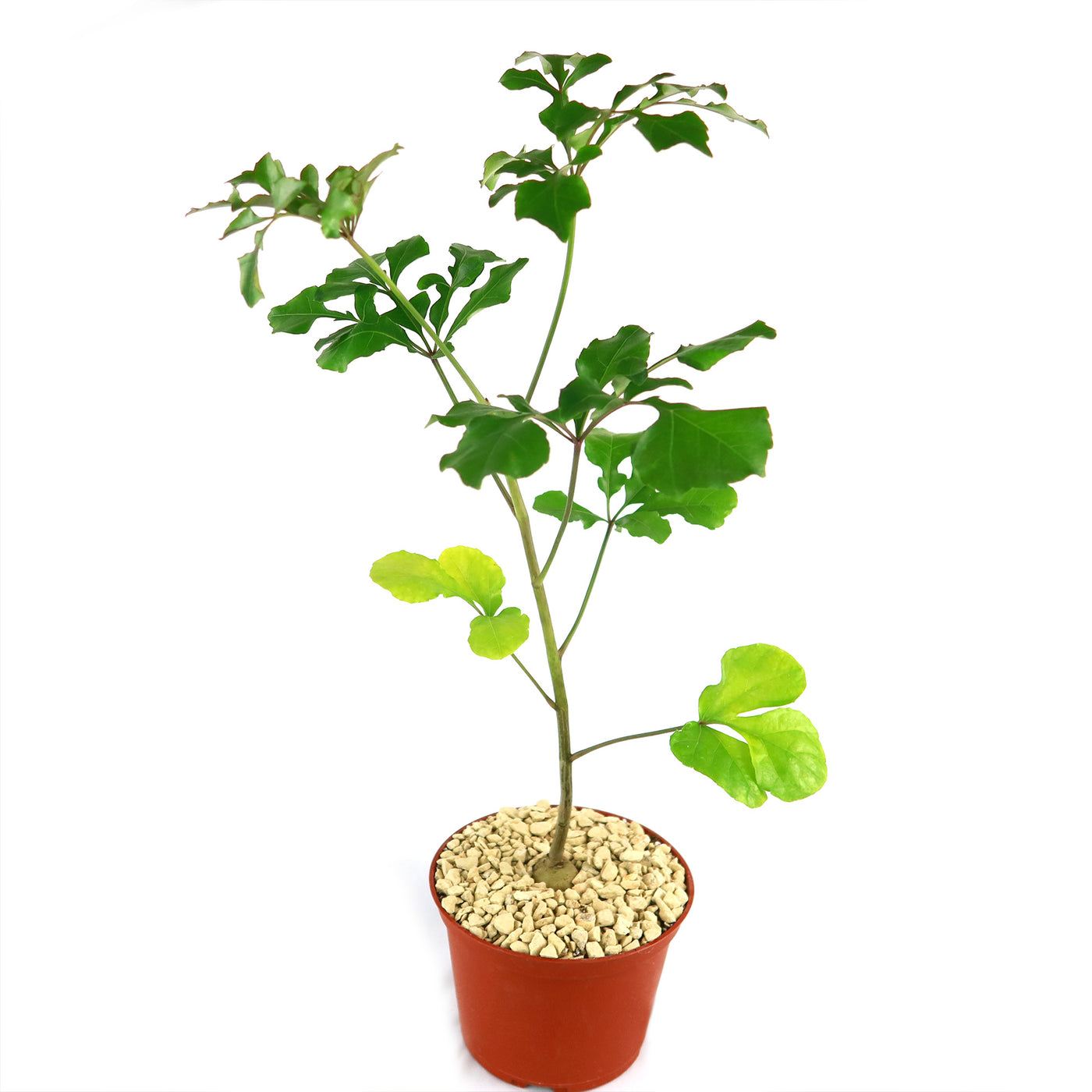 Shop For Cussonia Spicata | Unique Evergreen Tree | Planet Desert