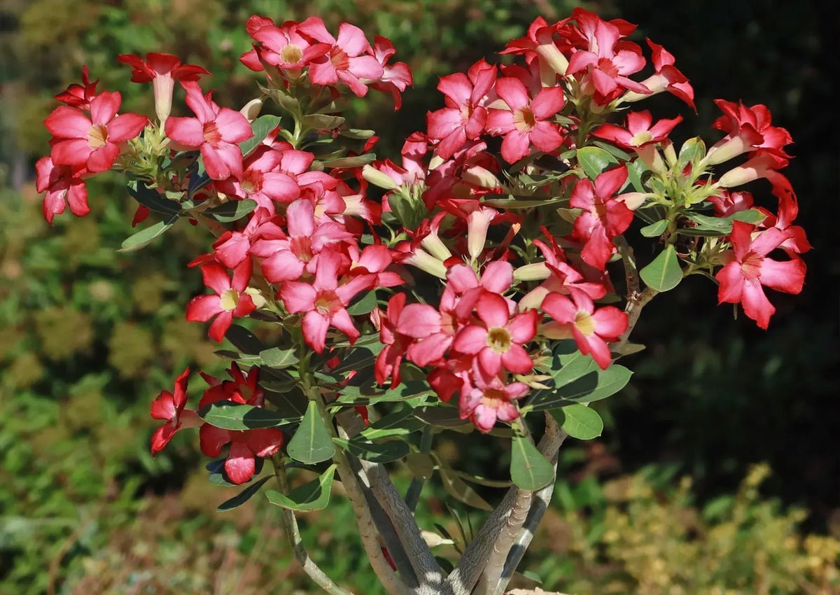 Shop Types of 'Adenium' Desert Rose Plants - Planet Desert