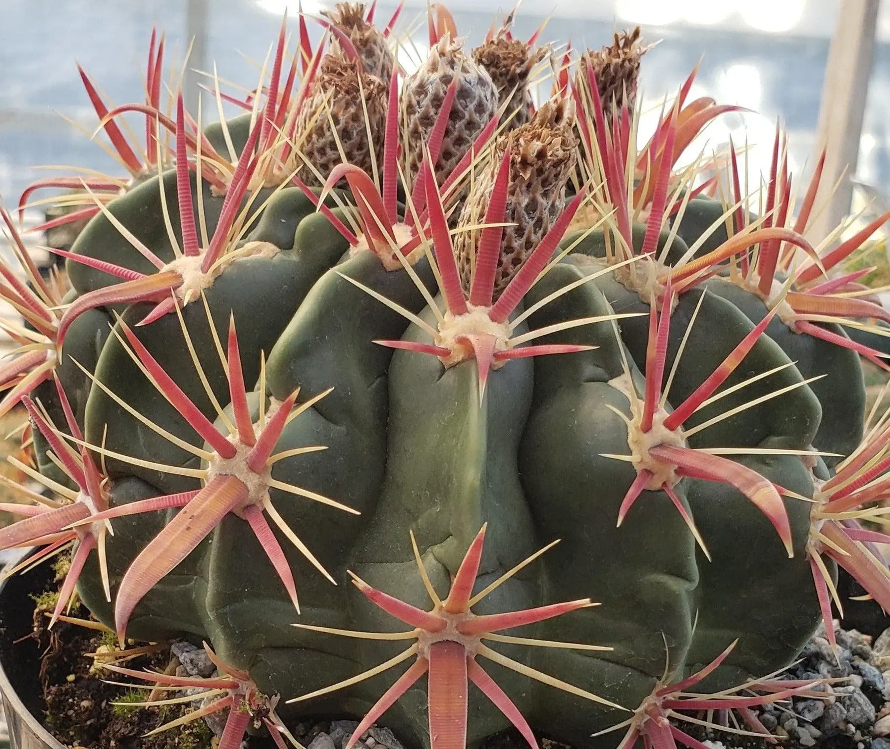 Types of Barrel Cactus ‘Ferocactus’ – Planet Desert