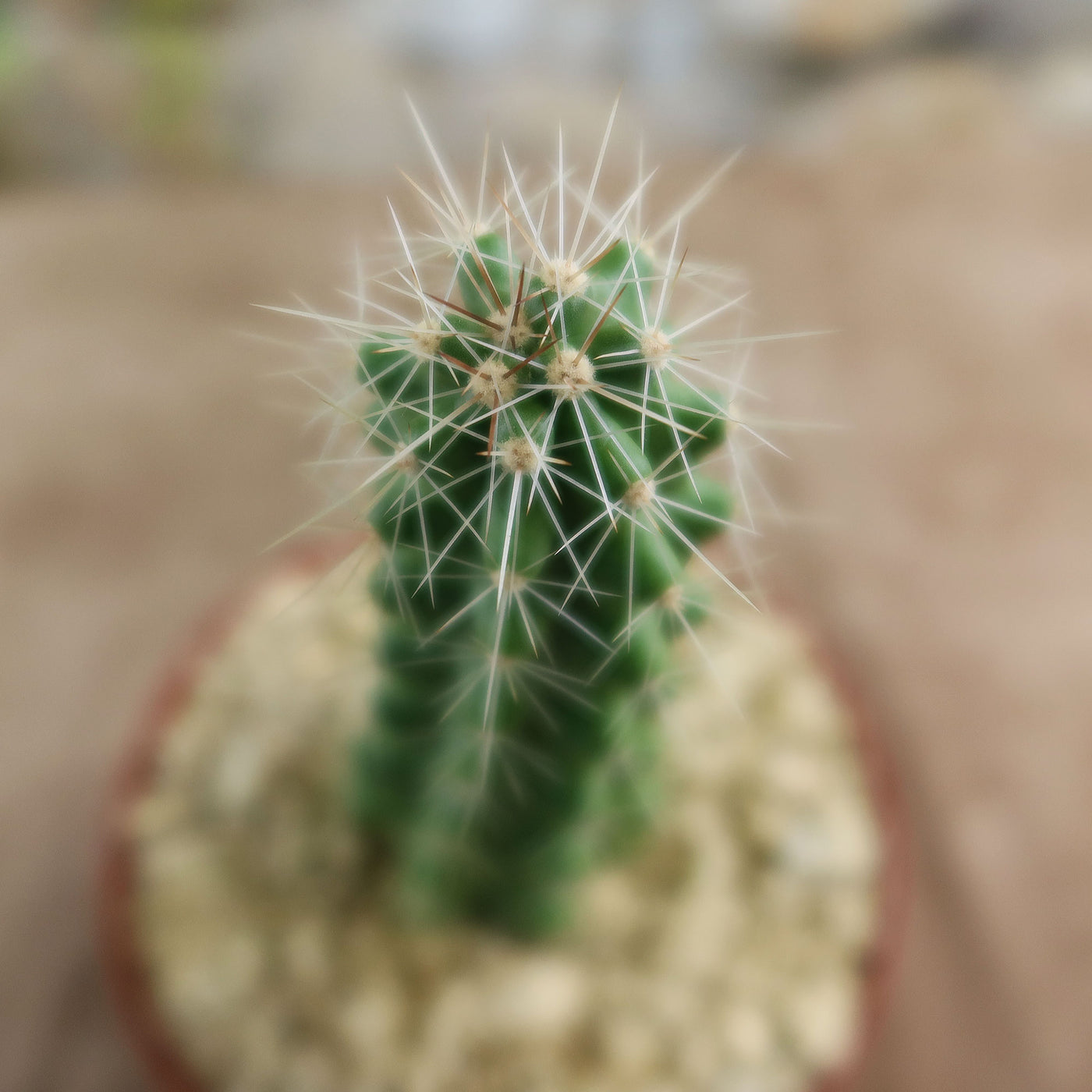 Echinocereus Enneacanthus Strawberry Cactus – Planet Desert
