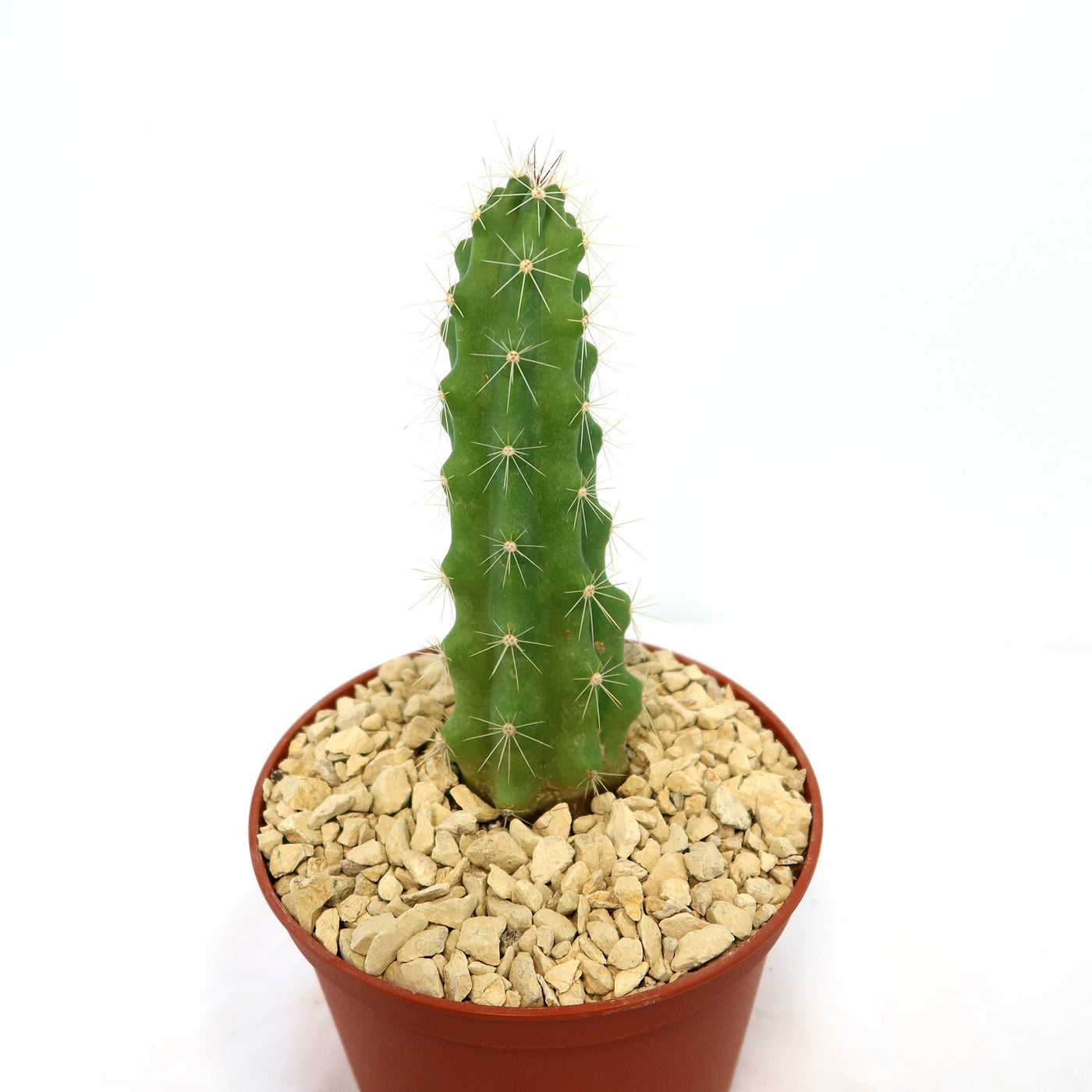 Echinocereus Enneacanthus Strawberry Cactus – Planet Desert