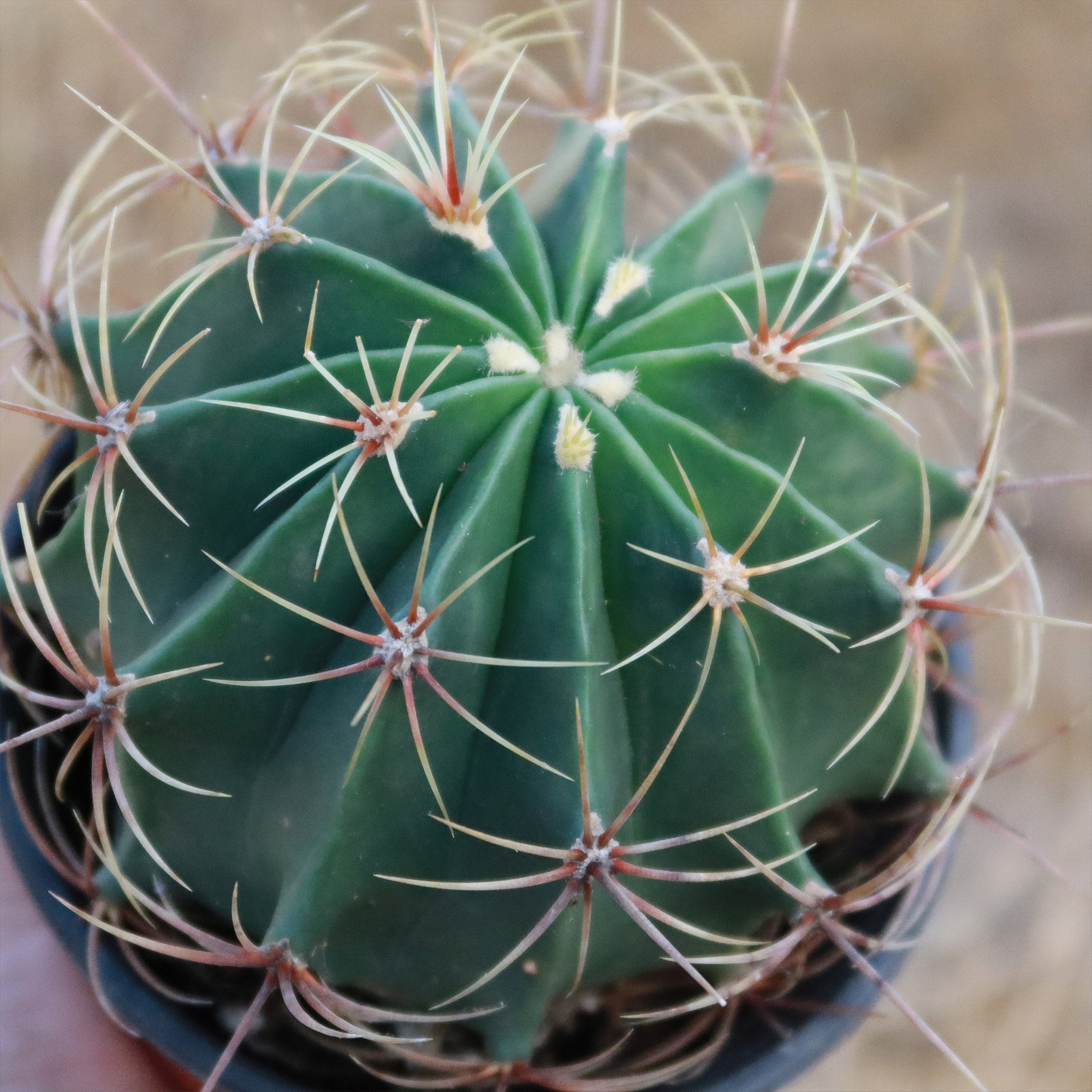 Order "Biznaga barril de acitron - Ferocactus histrix" | Fast Delivery ...
