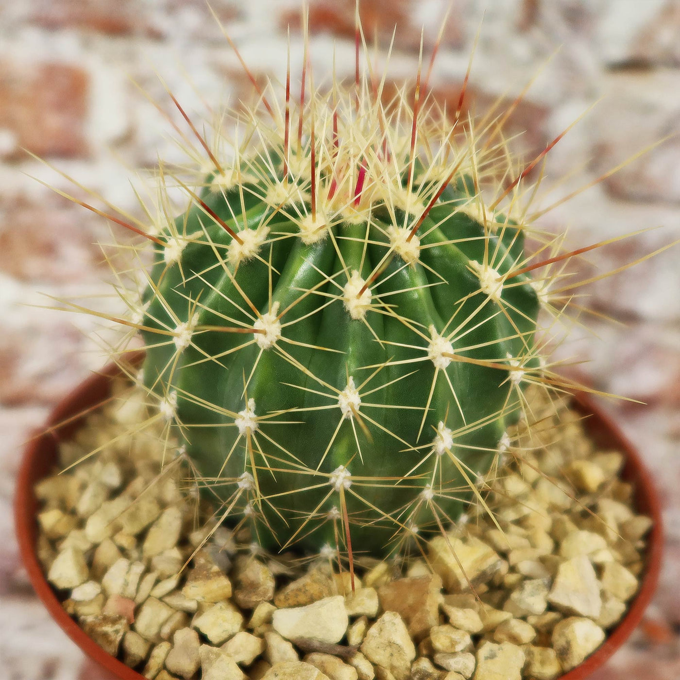 Ferocactus pottsii alamosanus – Planet Desert