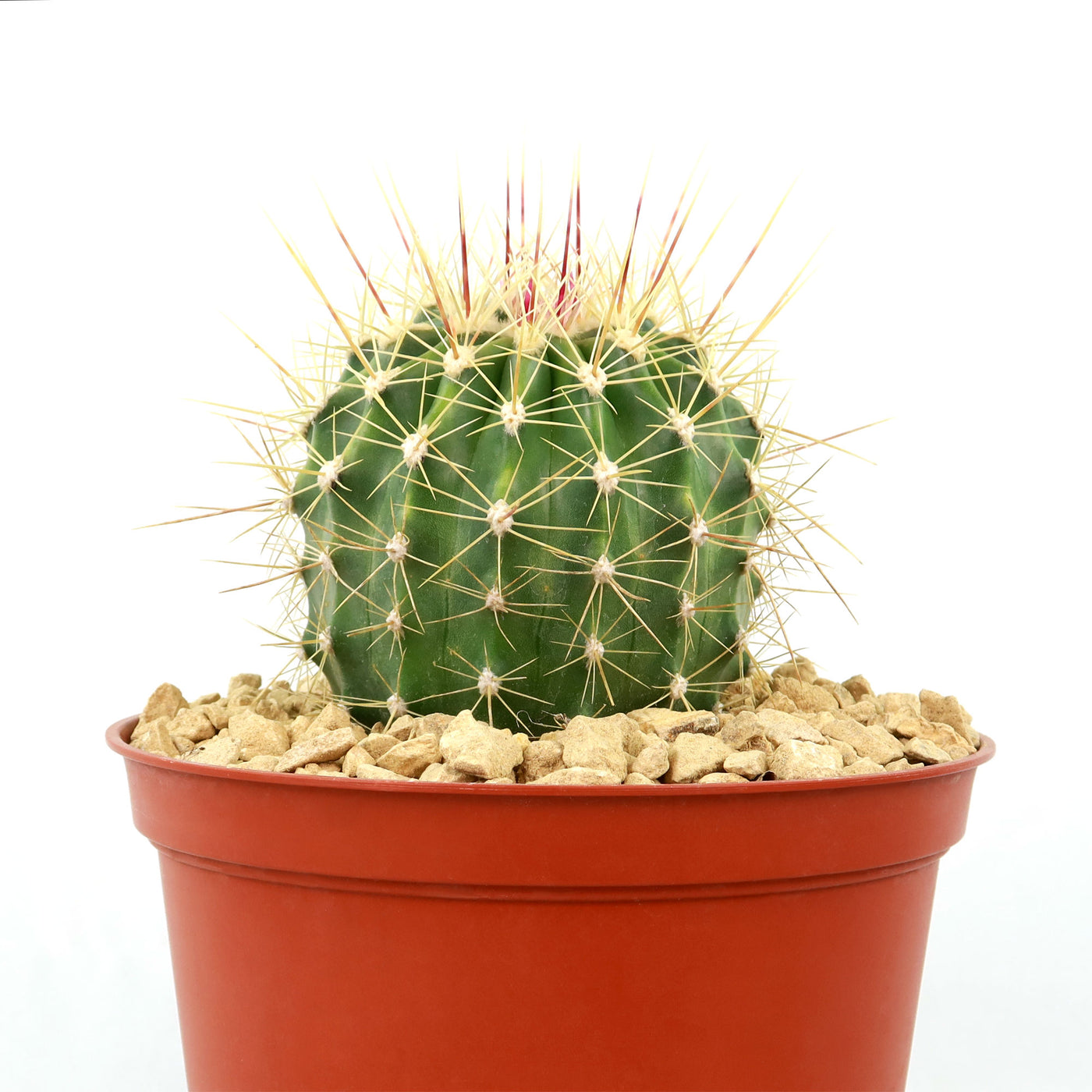 Ferocactus pottsii alamosanus – Planet Desert