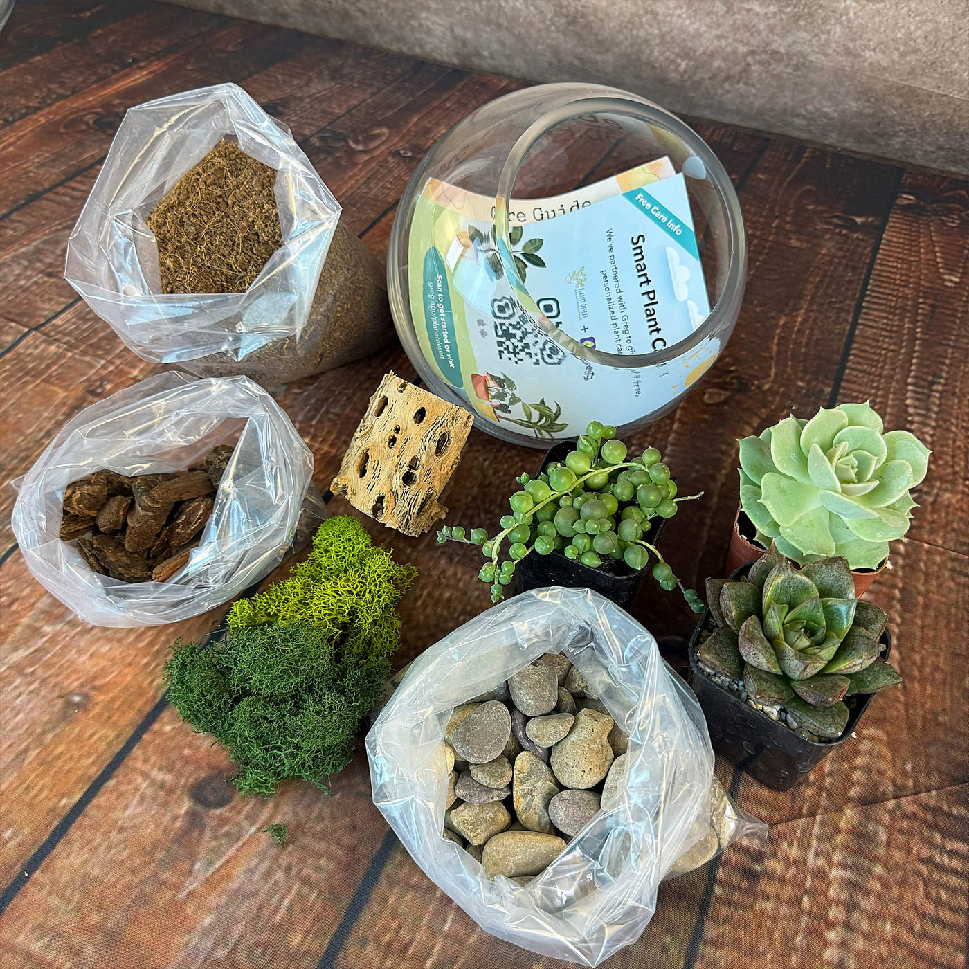 Glass Terrarium With 3 live Plants DIY Kit- Full Moon Glass Small ...
