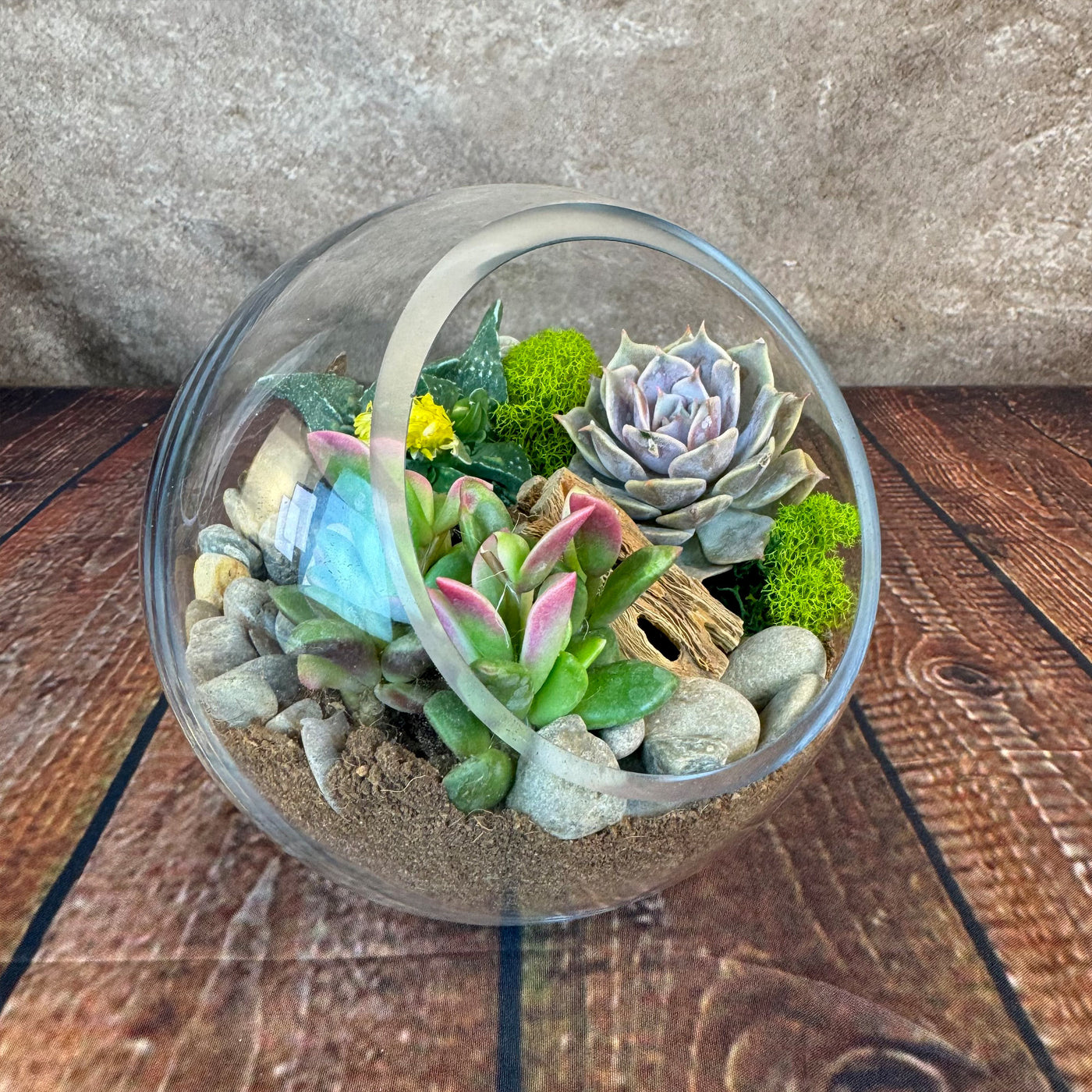 Glass Terrarium With 3 live Plants DIY Kit- Full Moon Glass Small ...