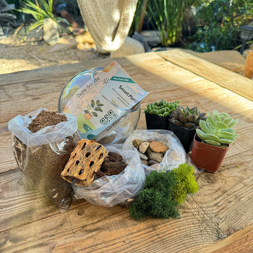 Glass Terrarium With 3 live Plants DIY Kit- Full Moon Glass Small ...